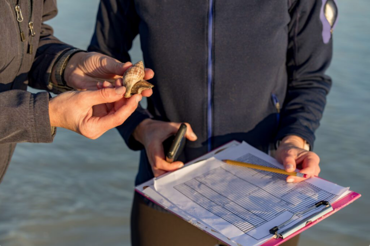 Participants sought for mollusk count - SANIBEL-CAPTIVA - Island ...